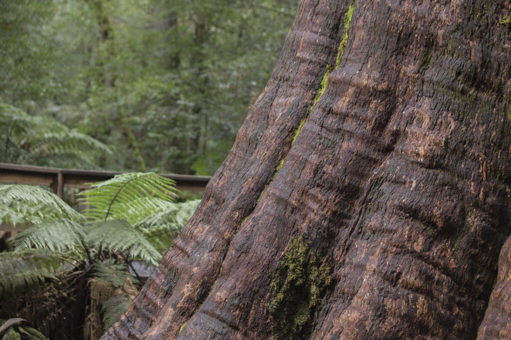 The Ada Tree | Great Forest National Park, Victoria